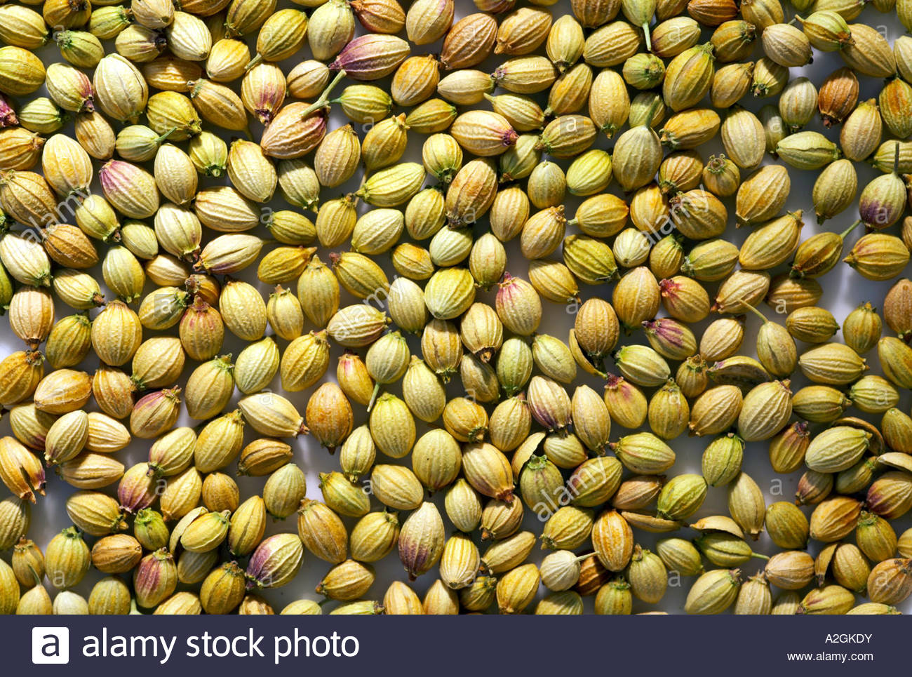 Schizocarp Stock Photos & Schizocarp Stock Images - Alamy