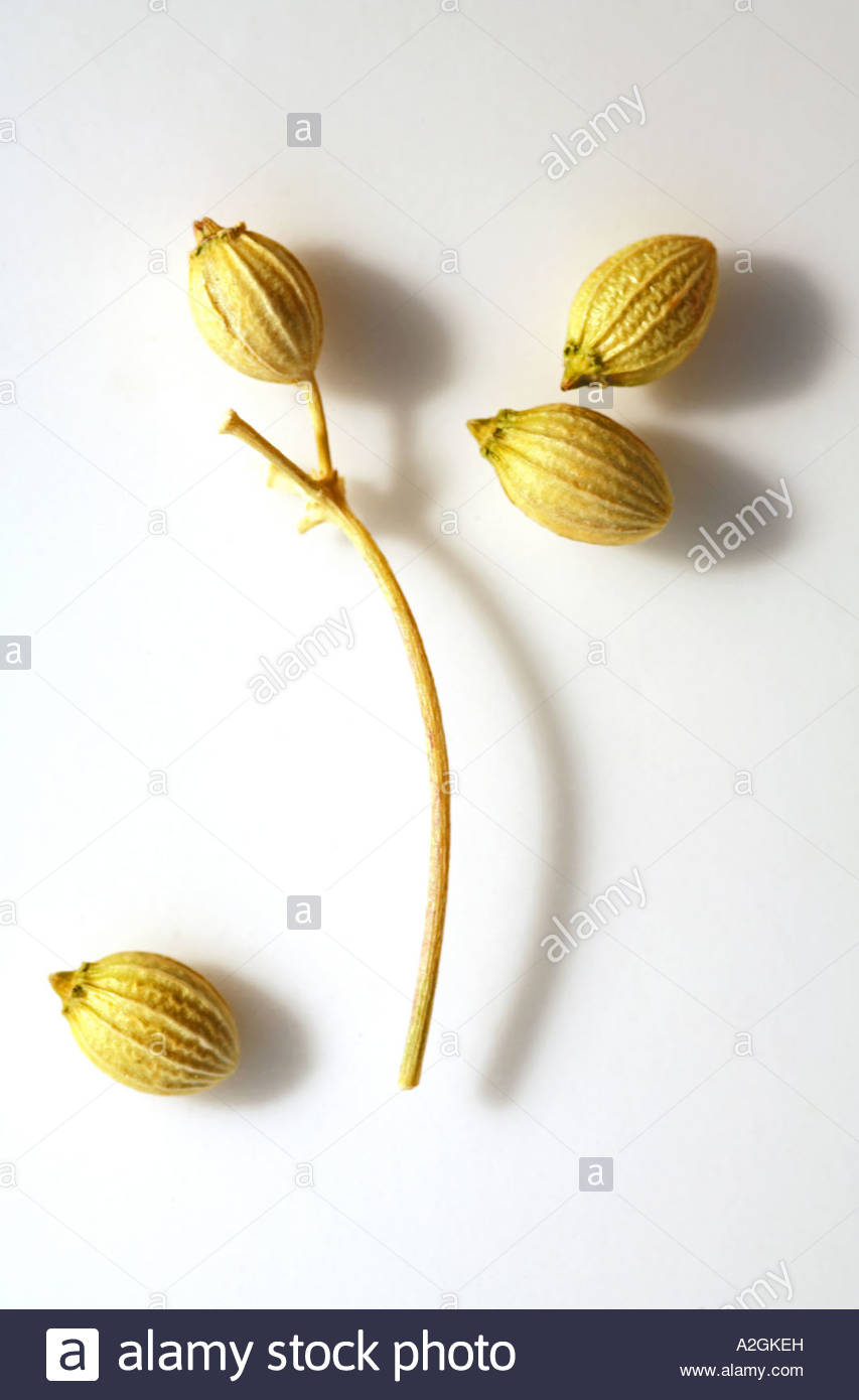 Stalk coriander hi-res stock photography and images - Alamy