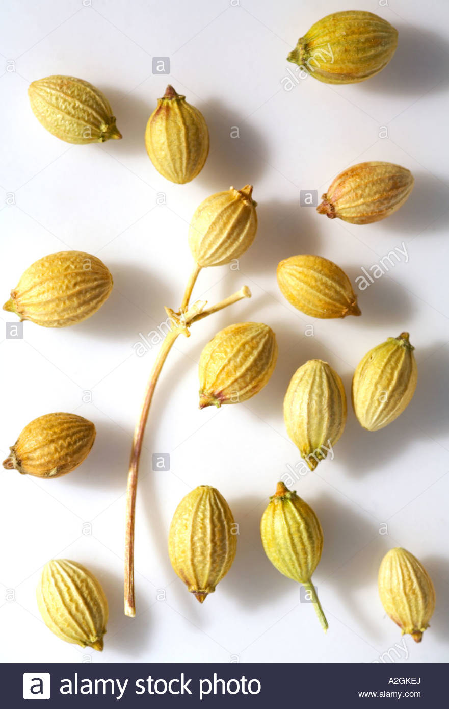 Stalk coriander hi-res stock photography and images - Alamy