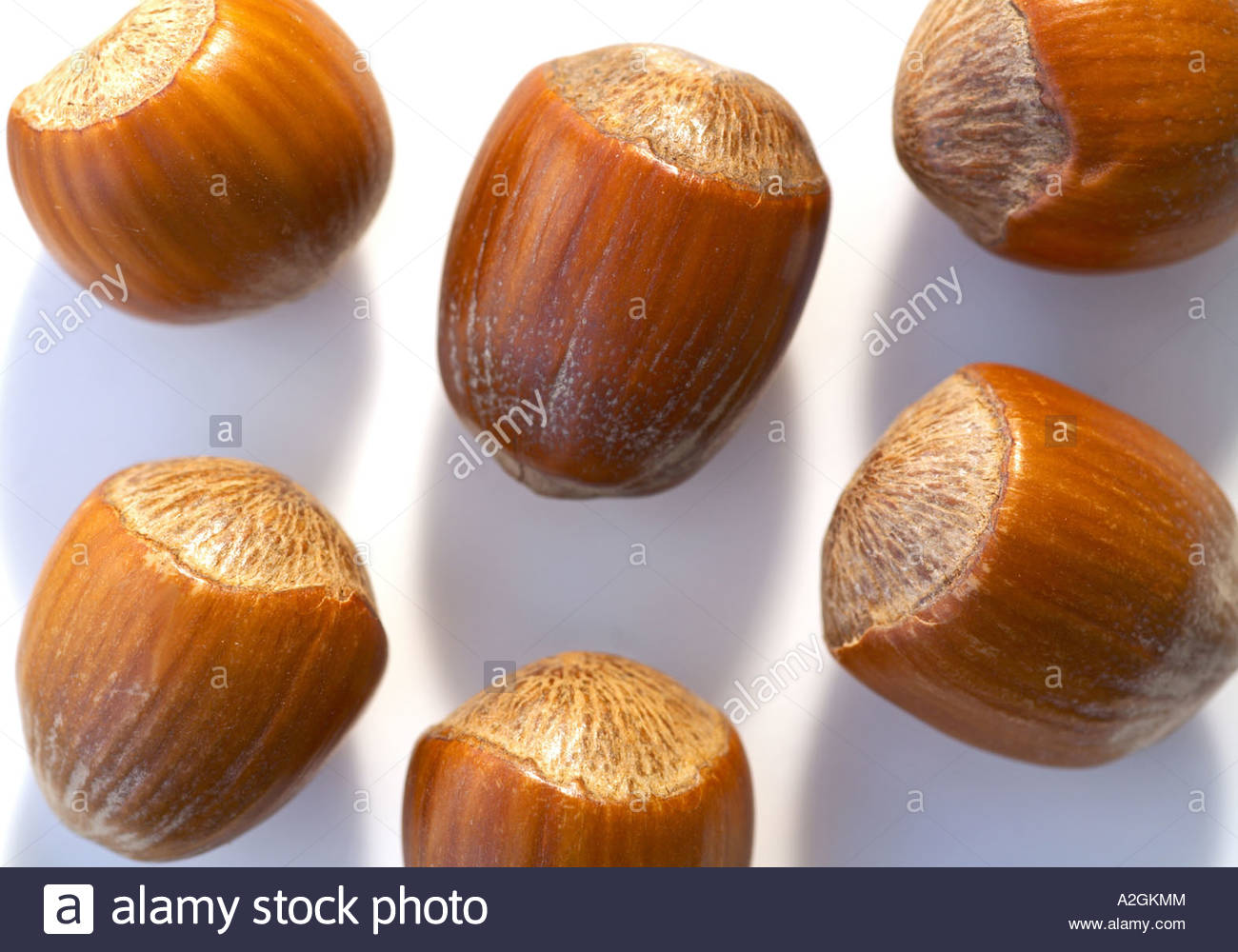 Common hazel nuts hazelnuts corylus hi-res stock photography and images ...