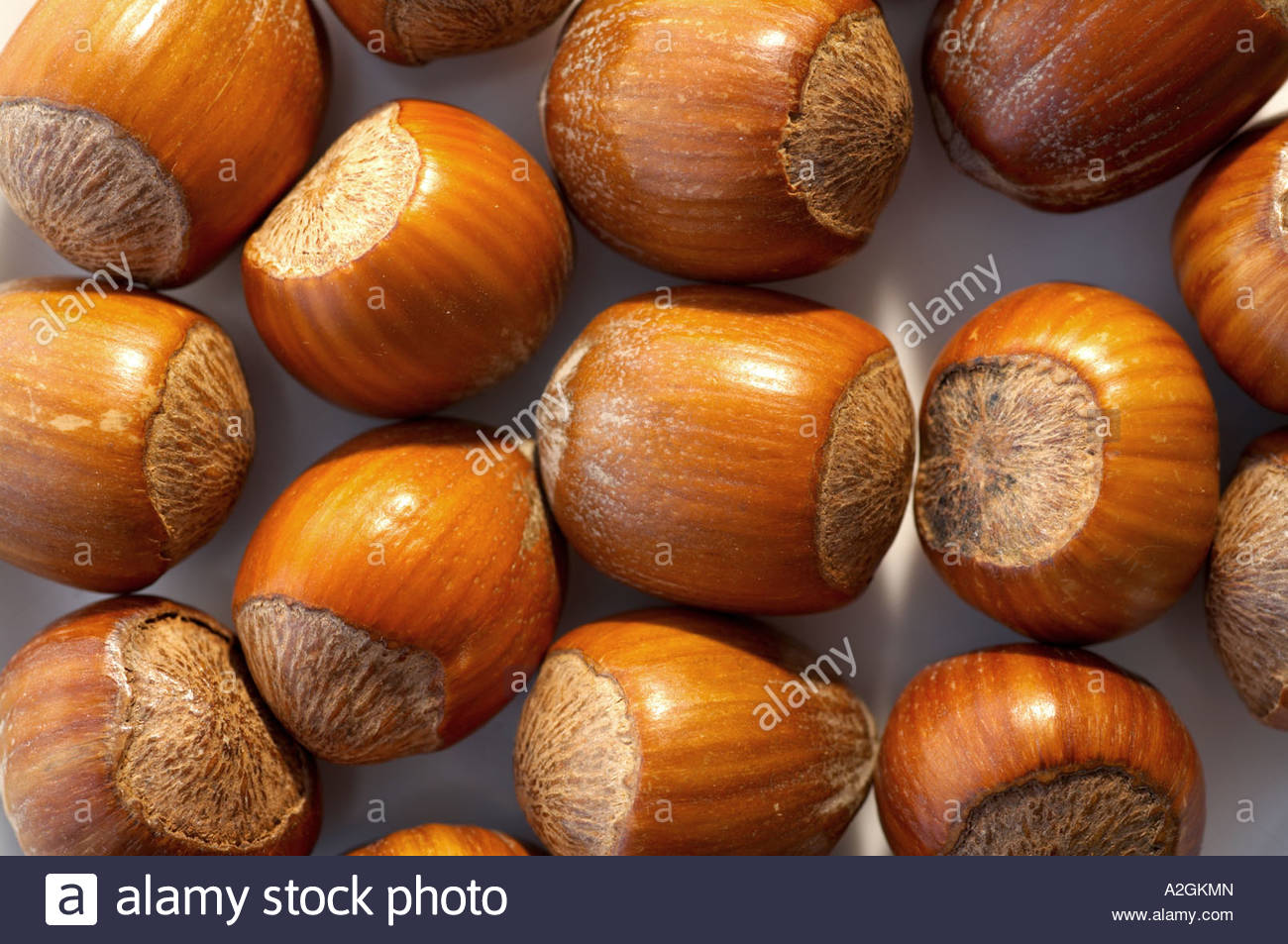 Common hazel nuts hazelnuts corylus hi-res stock photography and images ...