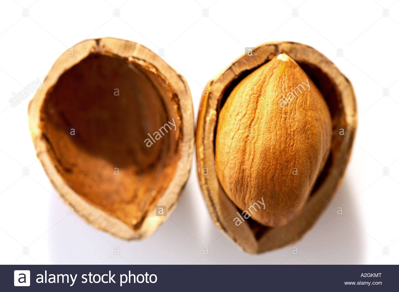 Hazelnut split open Stock Photo - Alamy