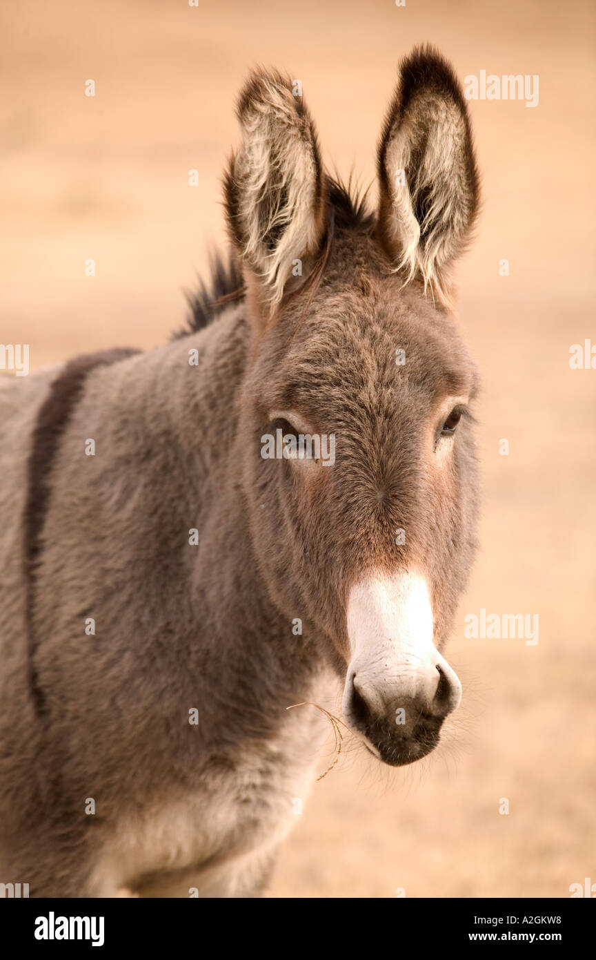 USA, New Mexico, Cimarron: Philmont Scout Ranch Museum Burro Stock ...