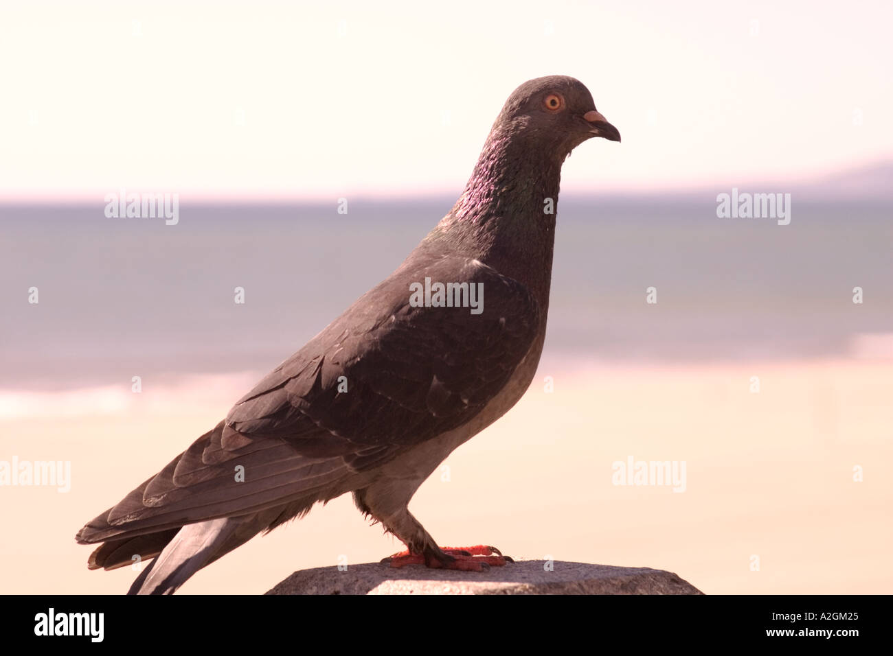 Pigeon overlooking Pacific ocean at Santa Monica beach California USA ...