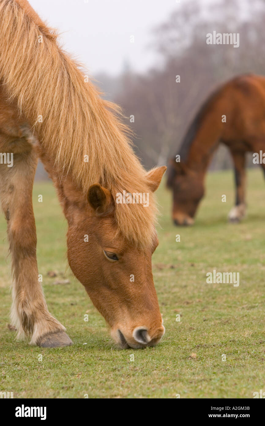 Pony eating fresh grass hi-res stock photography and images - Alamy