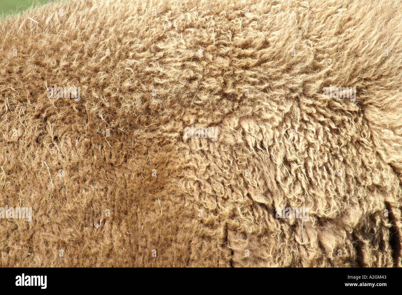 american bison fur Stock Photo - Alamy