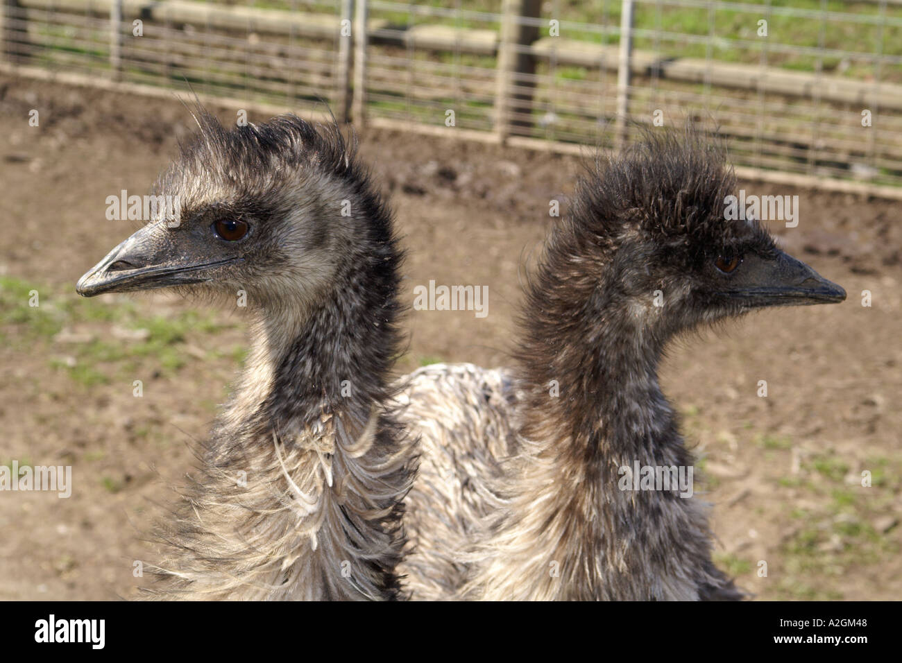 Raised heads hi-res stock photography and images - Alamy