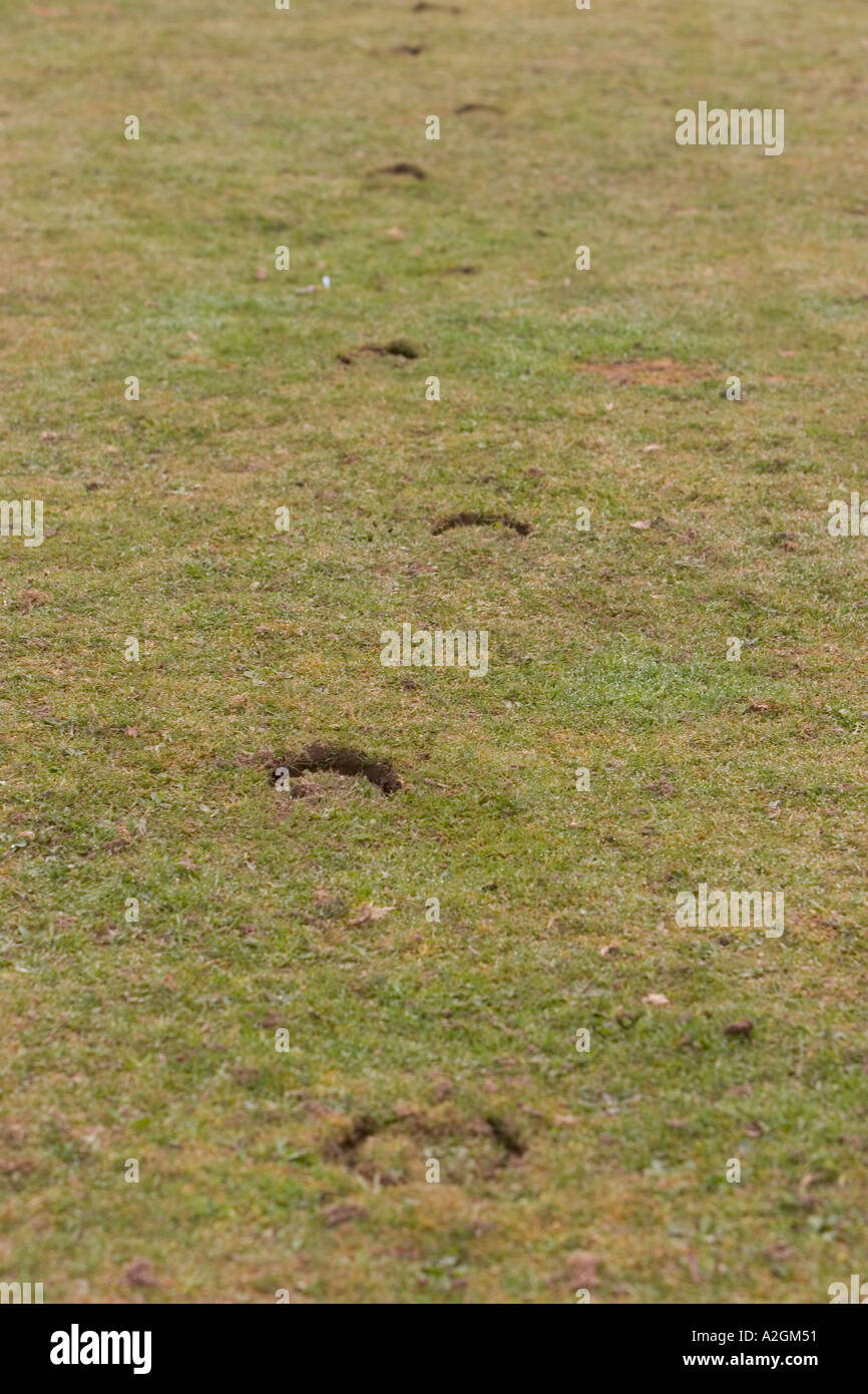 Hoof prints hi-res stock photography and images - Alamy