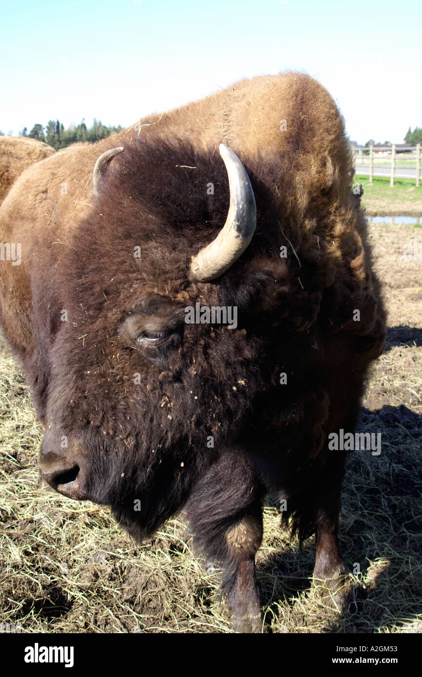 farm raised American bison Stock Photo - Alamy