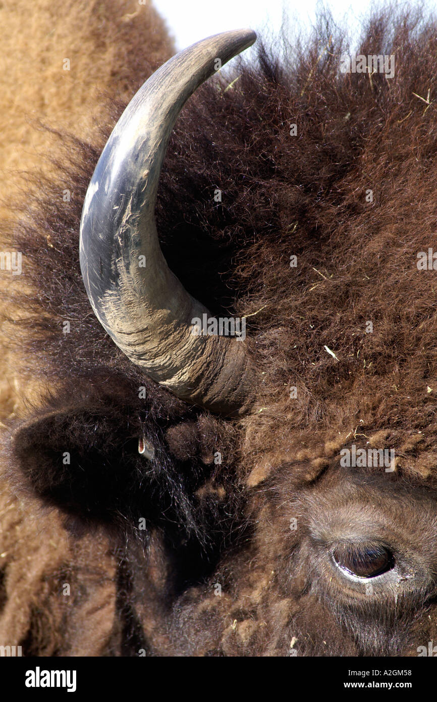 Bison head hi-res stock photography and images - Alamy