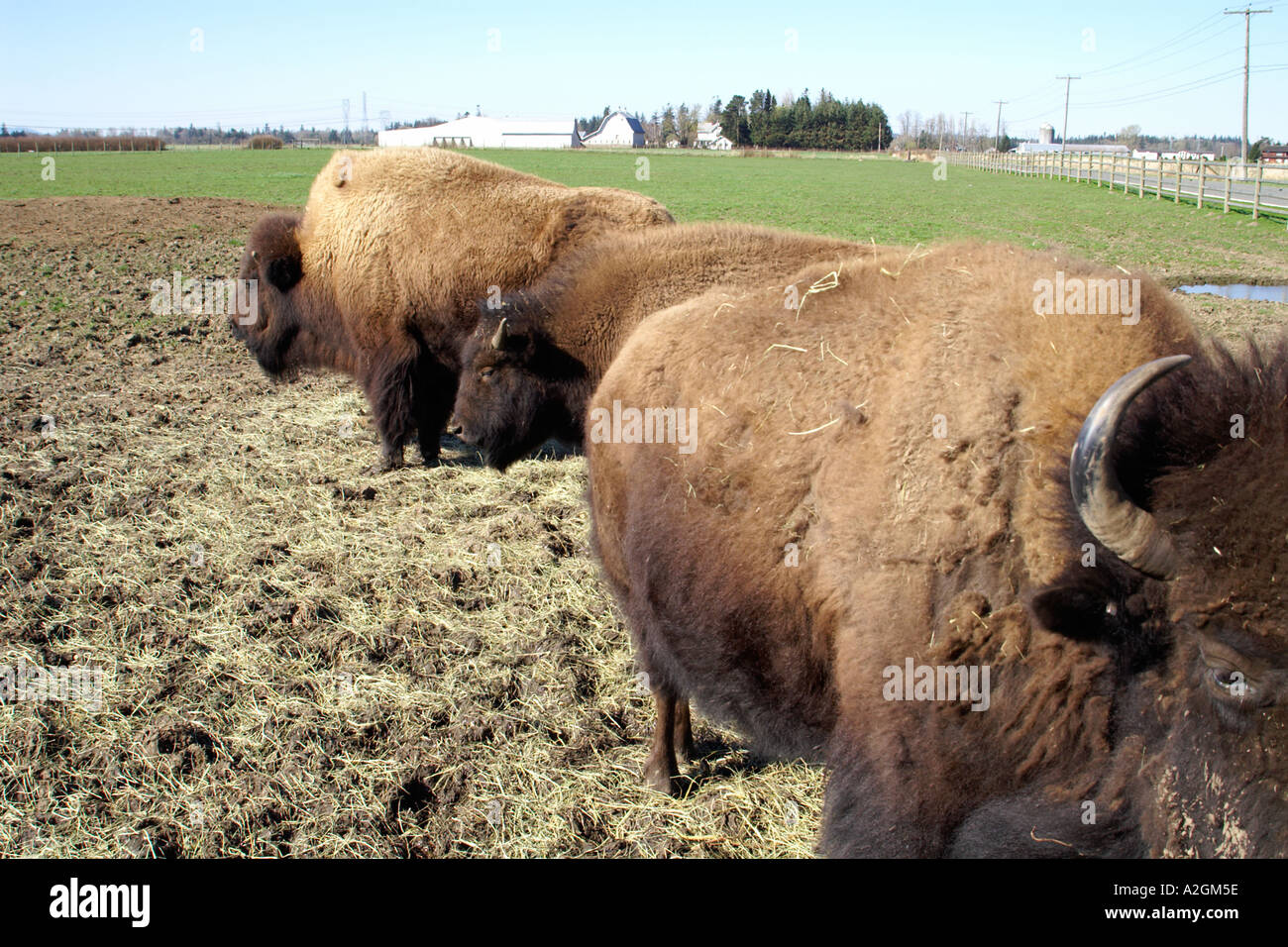 farm raised american bison Stock Photo - Alamy
