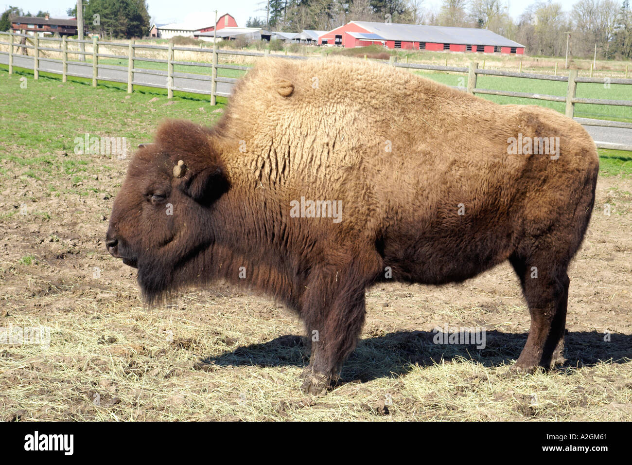 farm raised American bison full body profile Stock Photo - Alamy