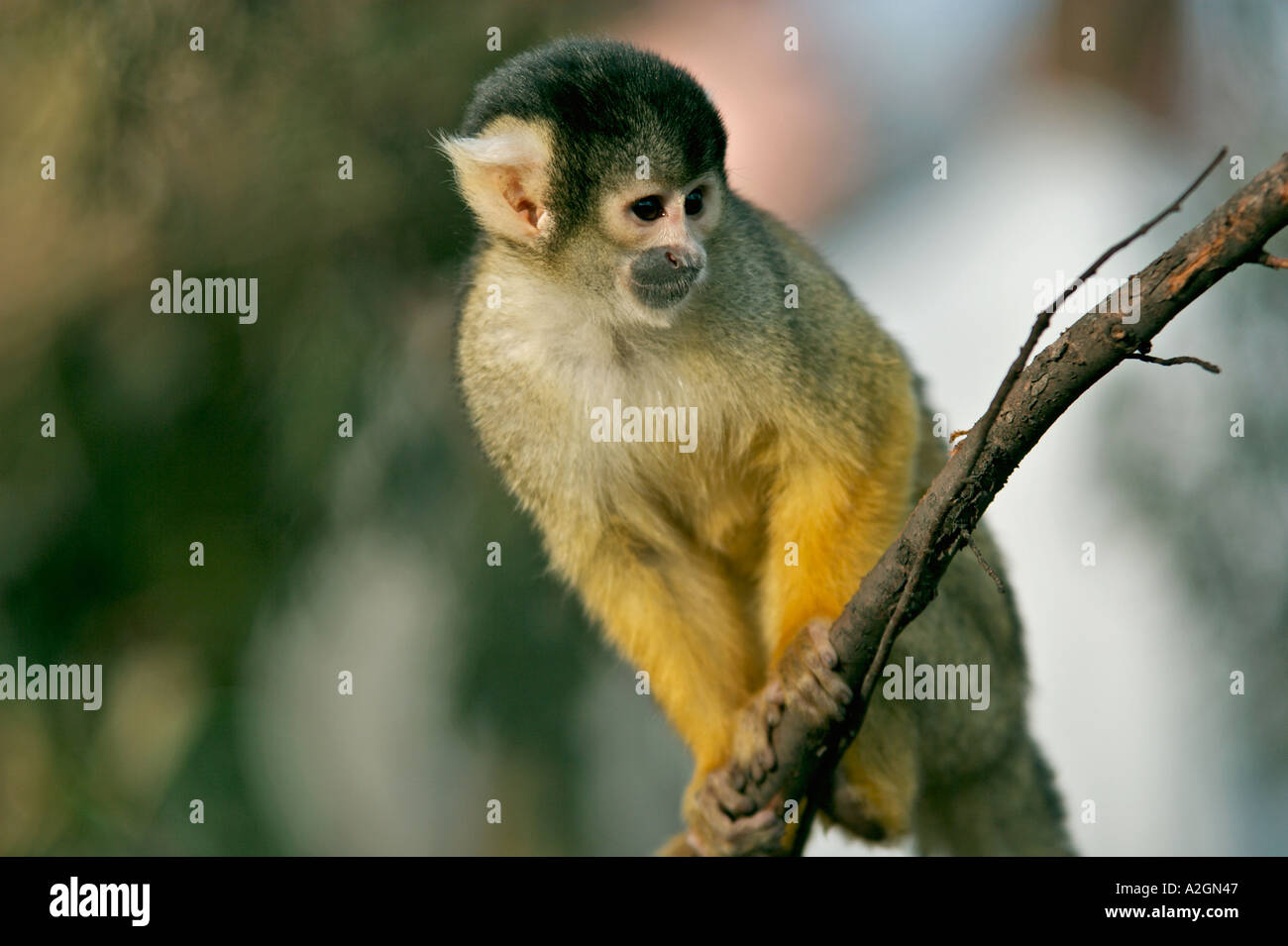 Squirrell monkey on a tree branch Stock Photo - Alamy