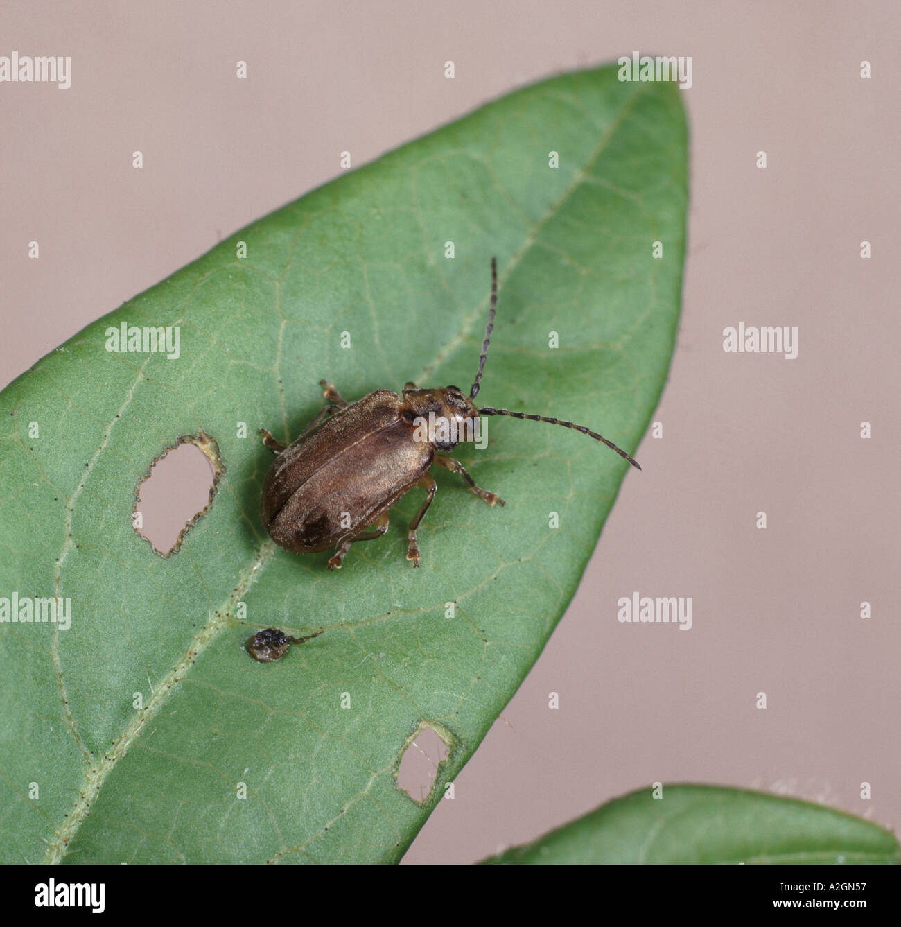 Viburnum beetle on viburnum leaf Pyrrhalta viburni Stock Photo - Alamy