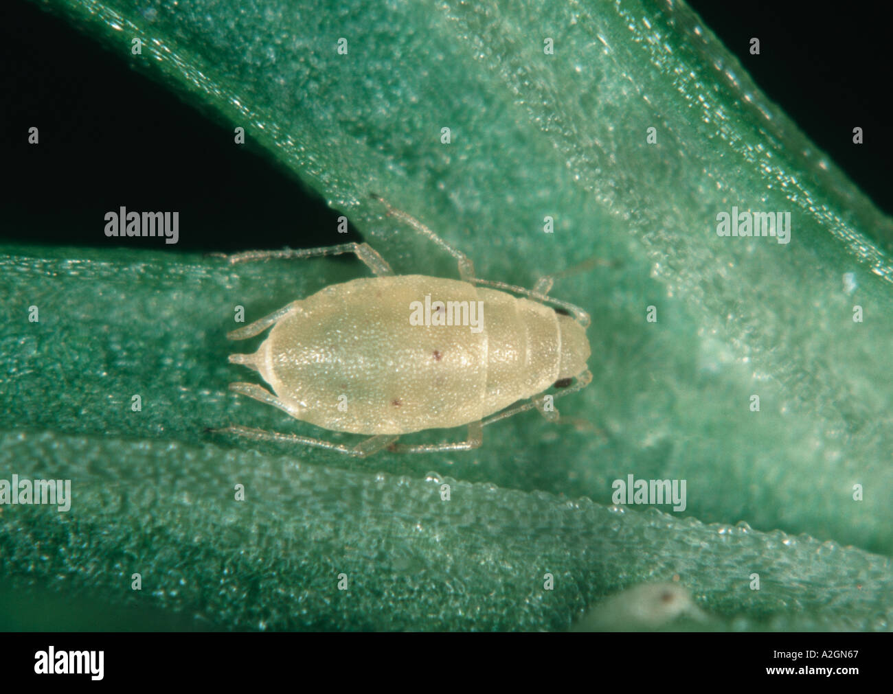 Willow Aphid High Resolution Stock Photography and Images - Alamy