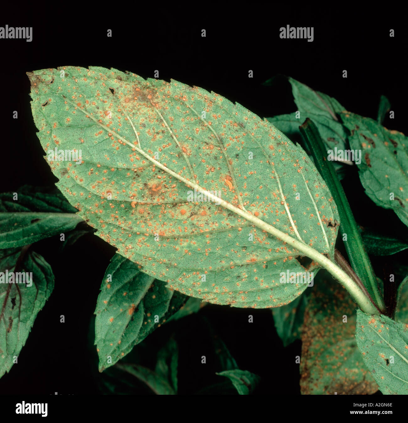 Mint rust Puccinia menthiae on peppermint leaf with predatory midge ...