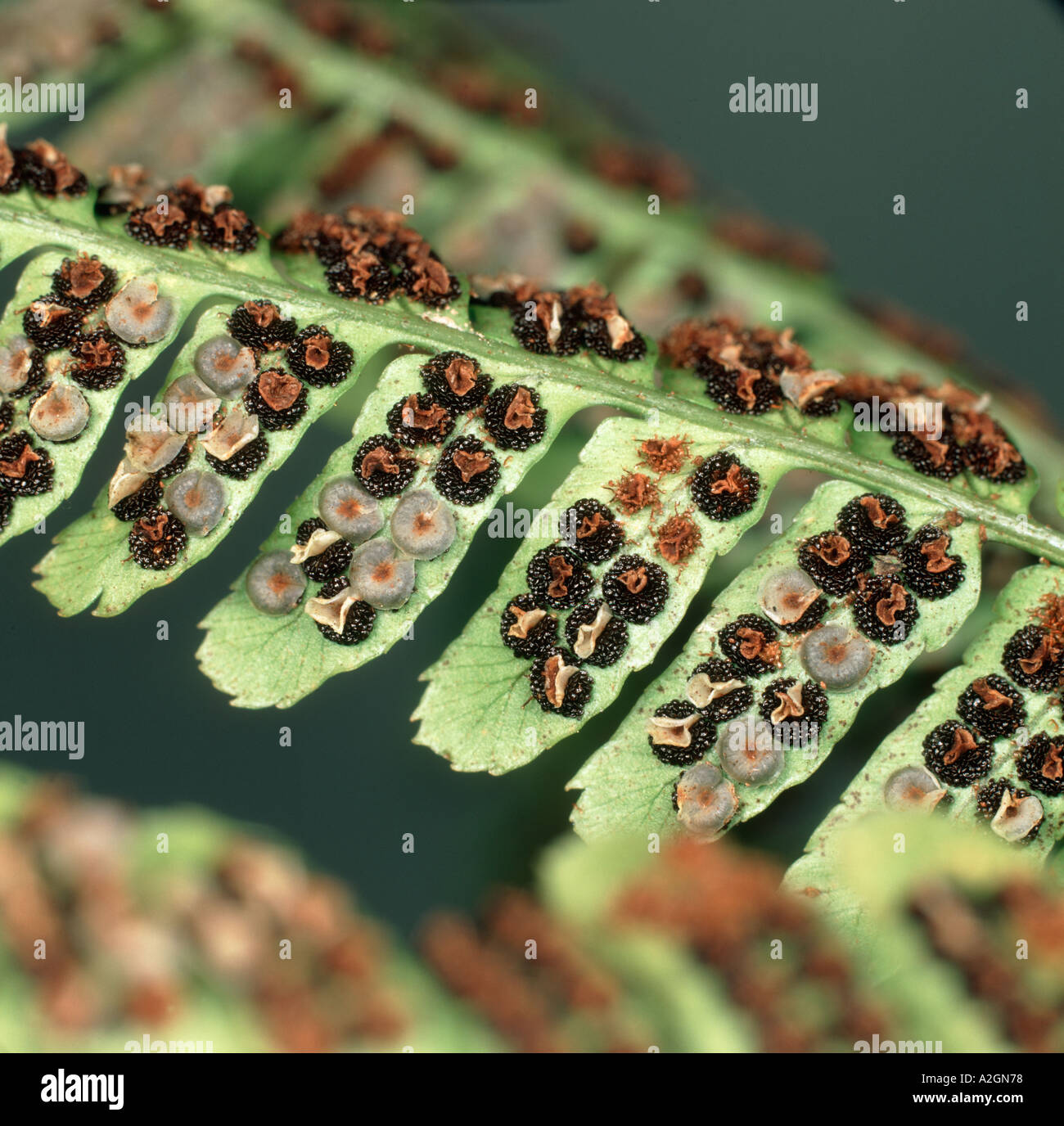 Fern Frond Sori Spores Stock Photos & Fern Frond Sori Spores Stock ...
