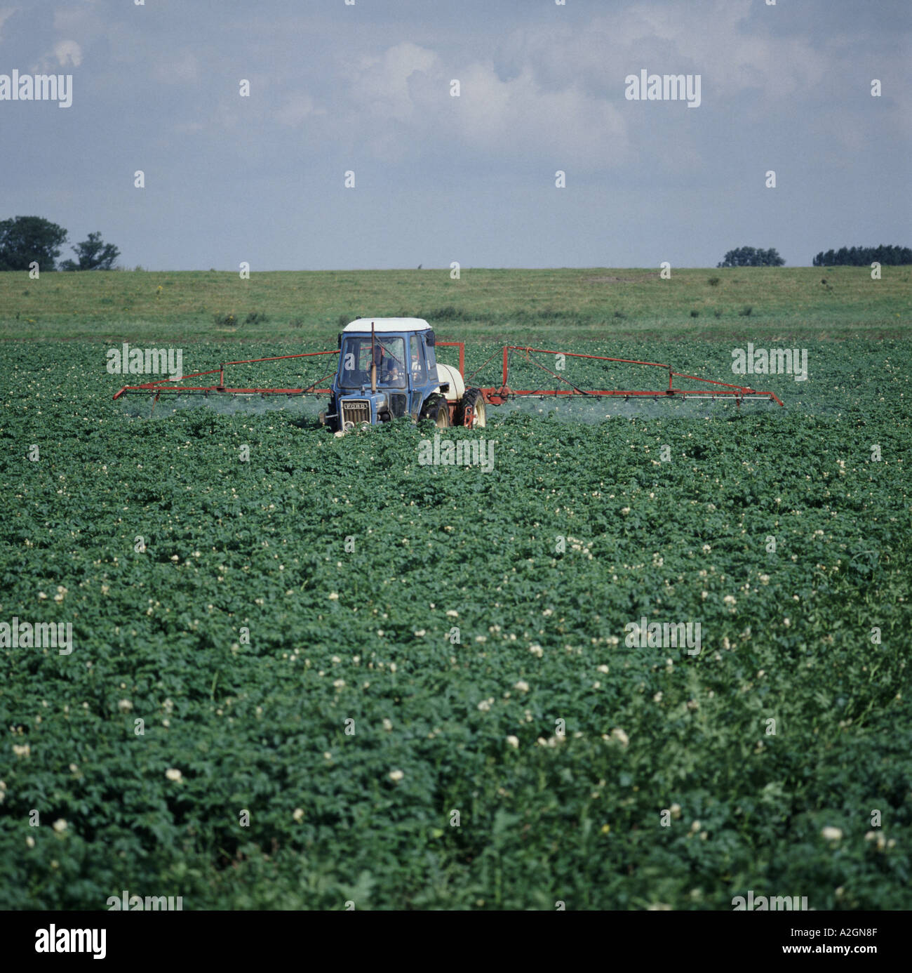 Tractor spraying potato crop as a prevention against late blight with ...