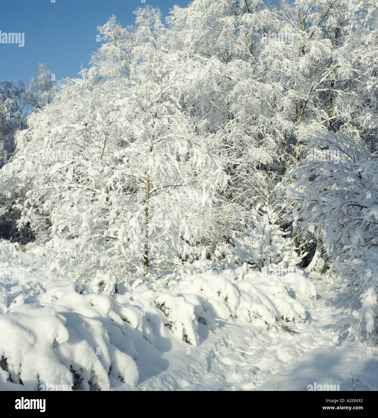 Heavy trees hi-res stock photography and images - Alamy