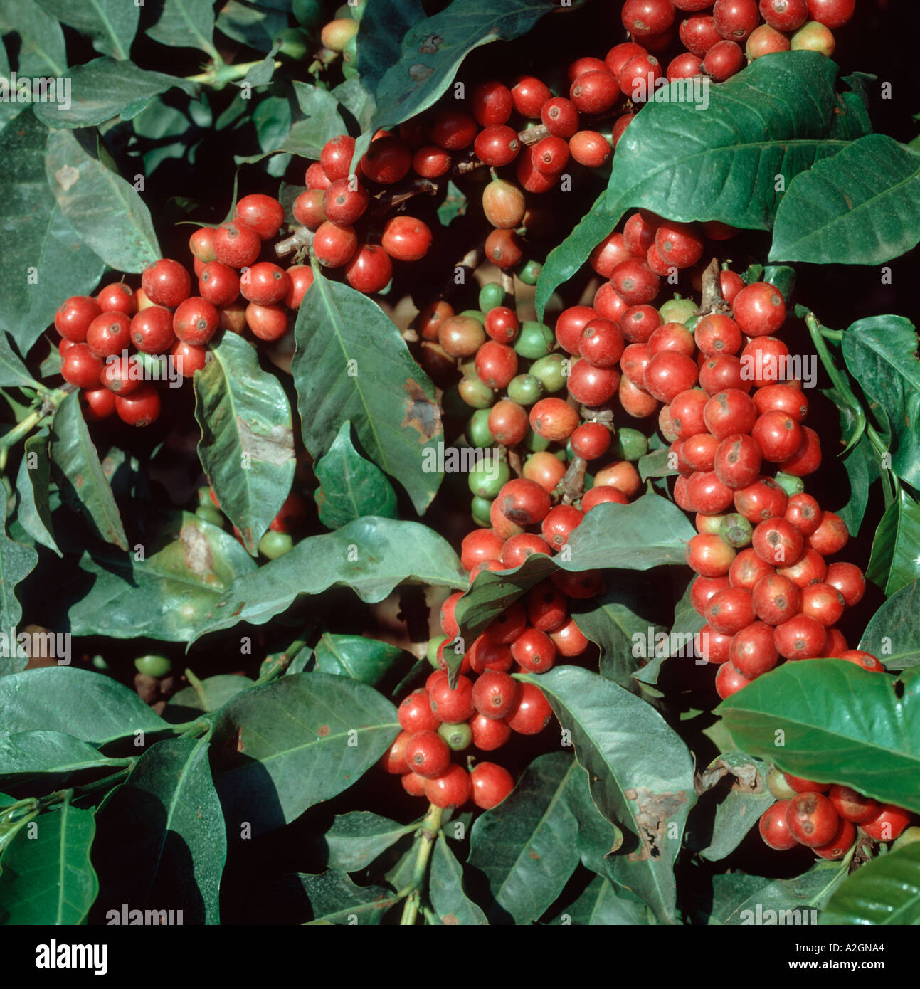 Ripe coffee cherries Coffea arabica Kenya East Africa Stock Photo - Alamy