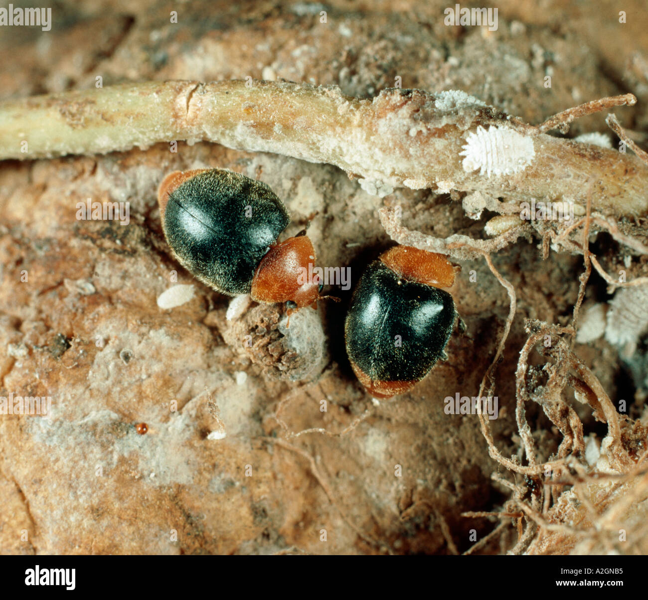 Australian beetle hi-res stock photography and images - Alamy