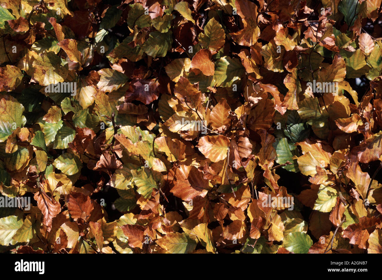 Copper beech hedge fagus sylvatica hi-res stock photography and images ...