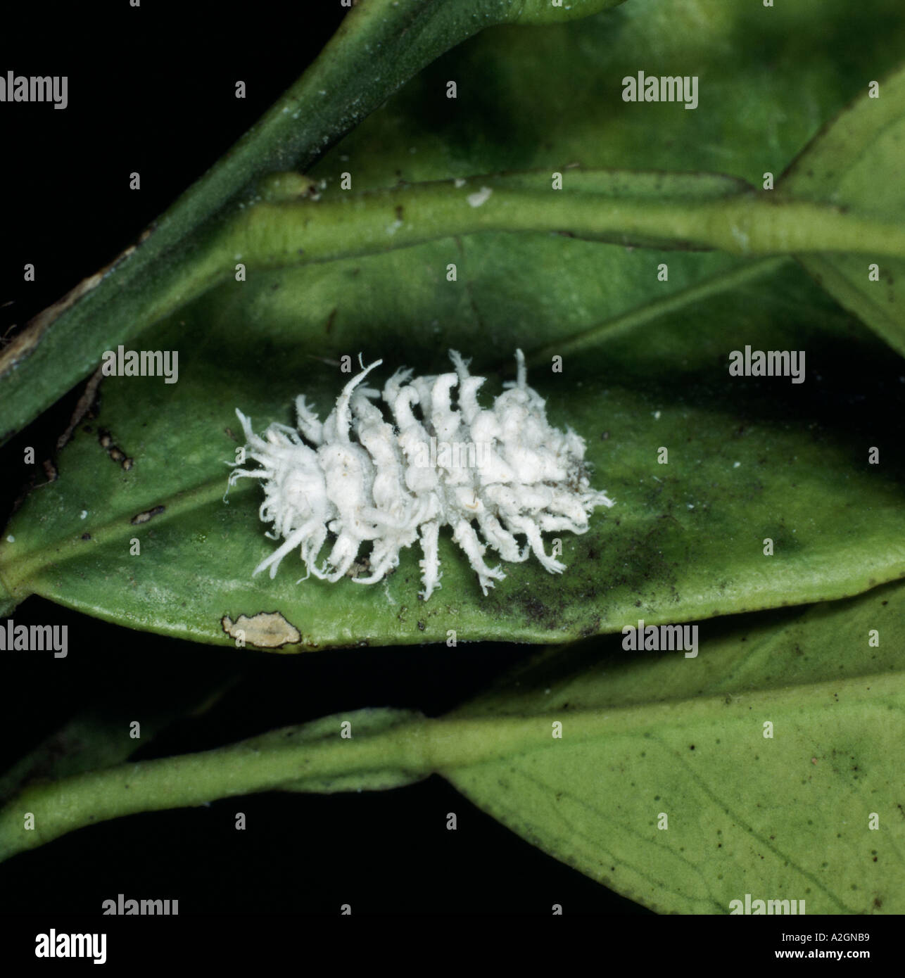 Australian Ladybird Cryptolaemus montrouzieri mealybug predator on ...