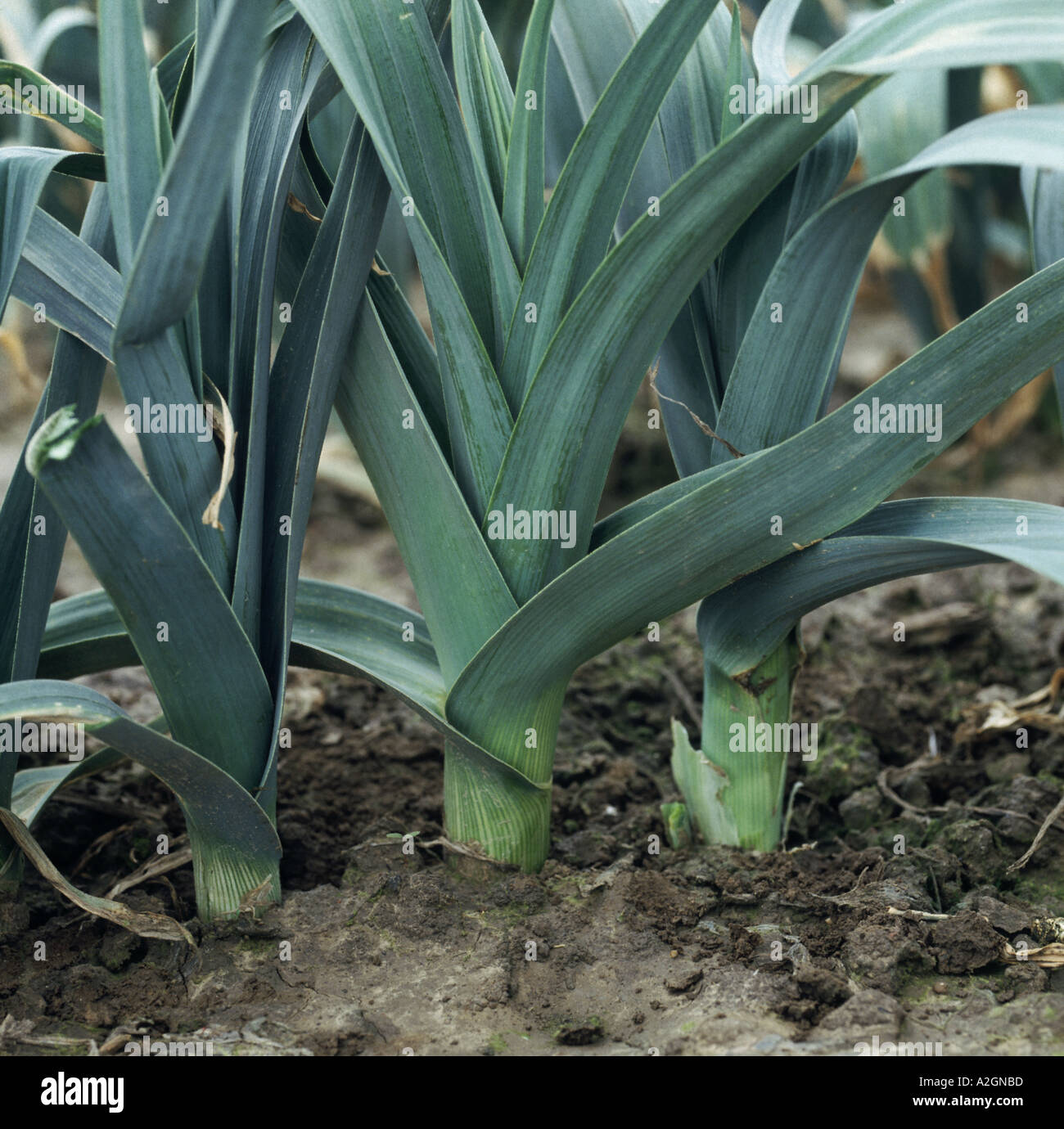 Mature leek plants before harvest Stock Photo - Alamy