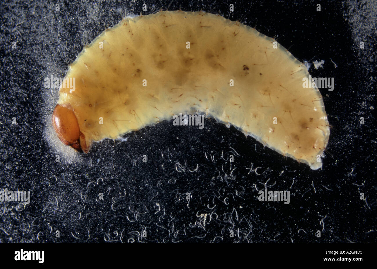 Rhabditida hi-res stock photography and images - Alamy