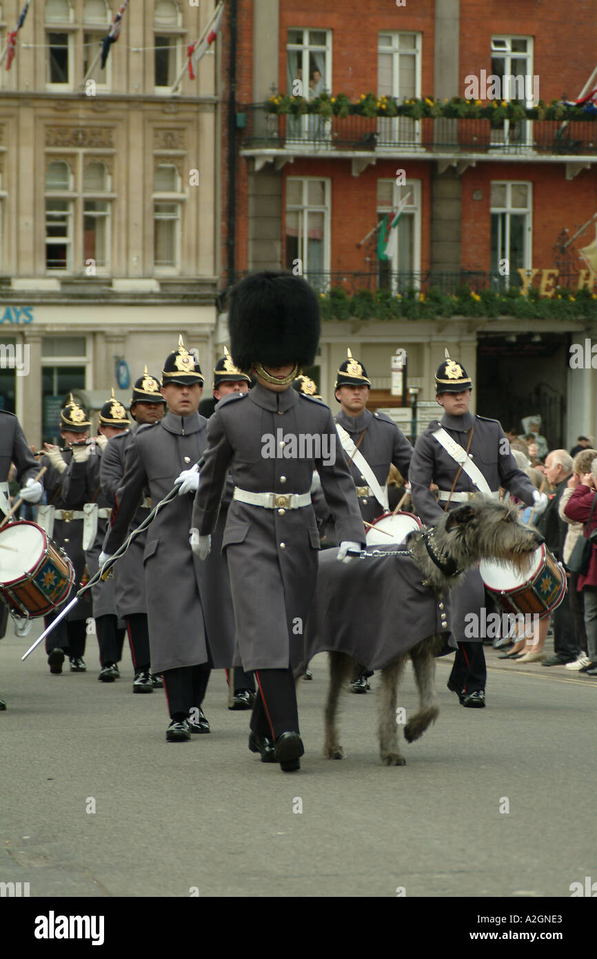 Irish guards mascot hi-res stock photography and images - Alamy