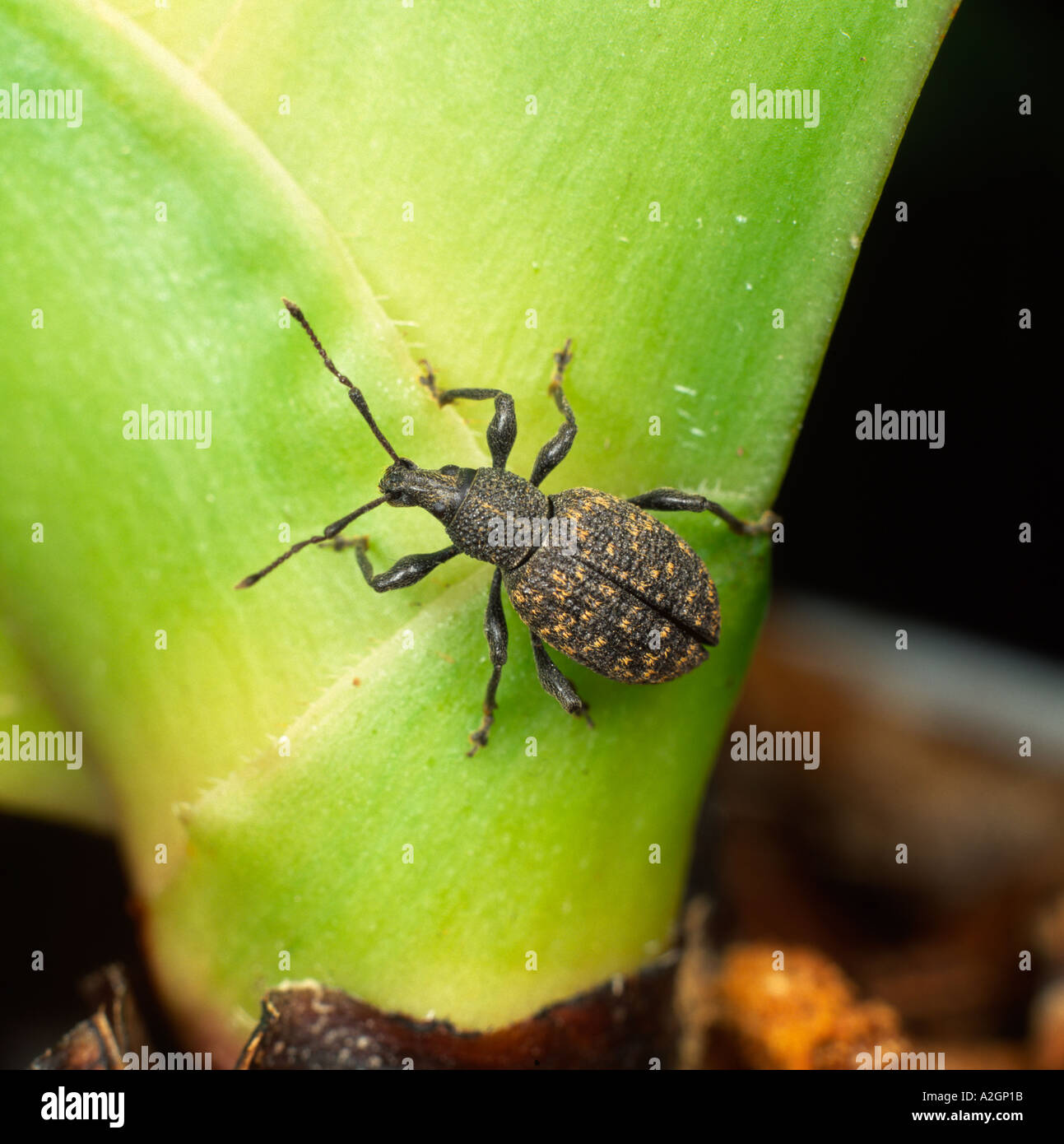 Adult vine weevil, Otiorhynchus sulcatus, a serious pest of pot and ...