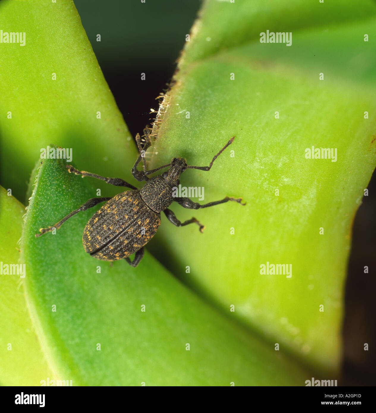 Vine Weevil Adult High Resolution Stock Photography and Images - Alamy