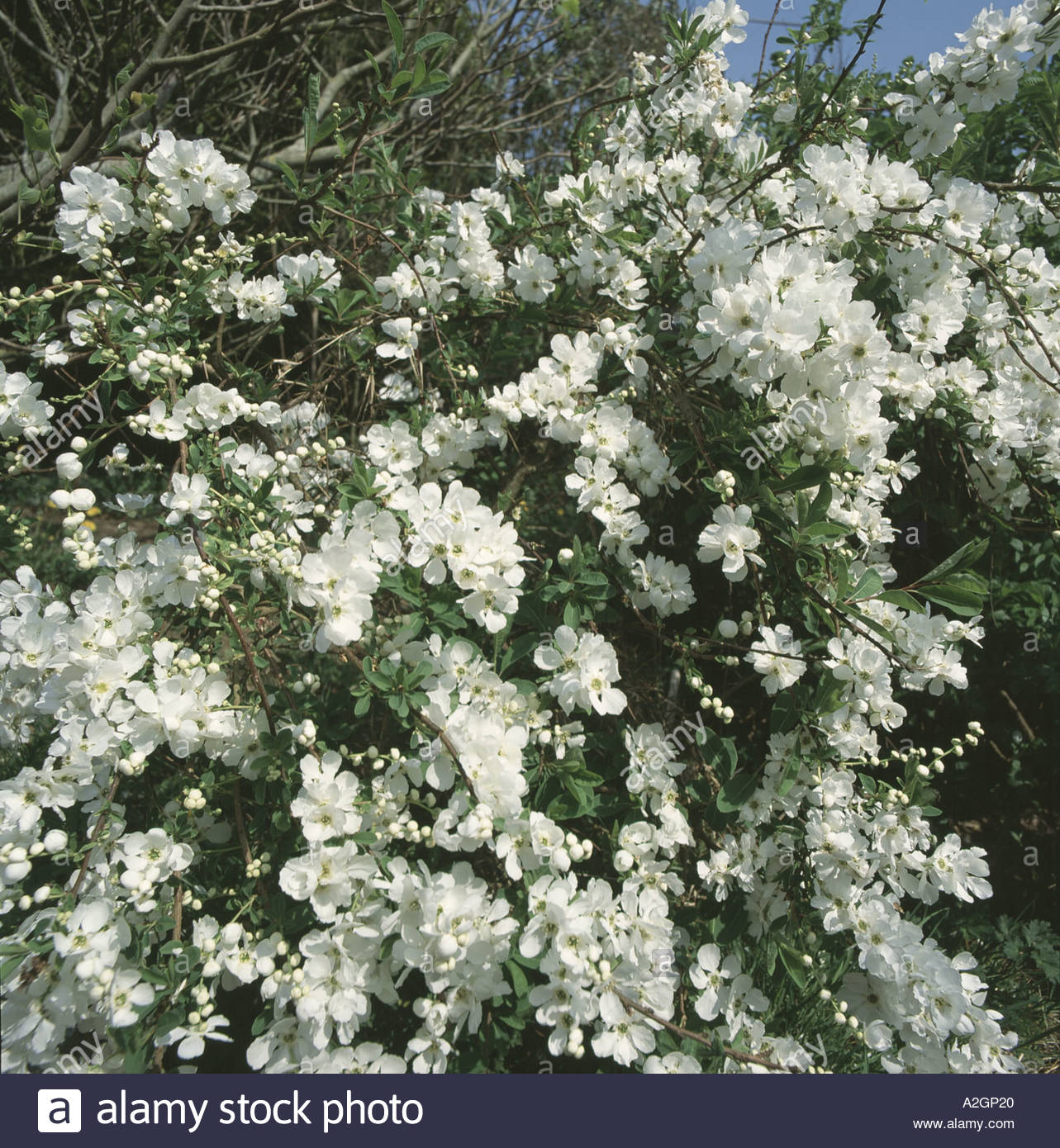 Exochorda x macrantha the bride hi-res stock photography and images - Alamy