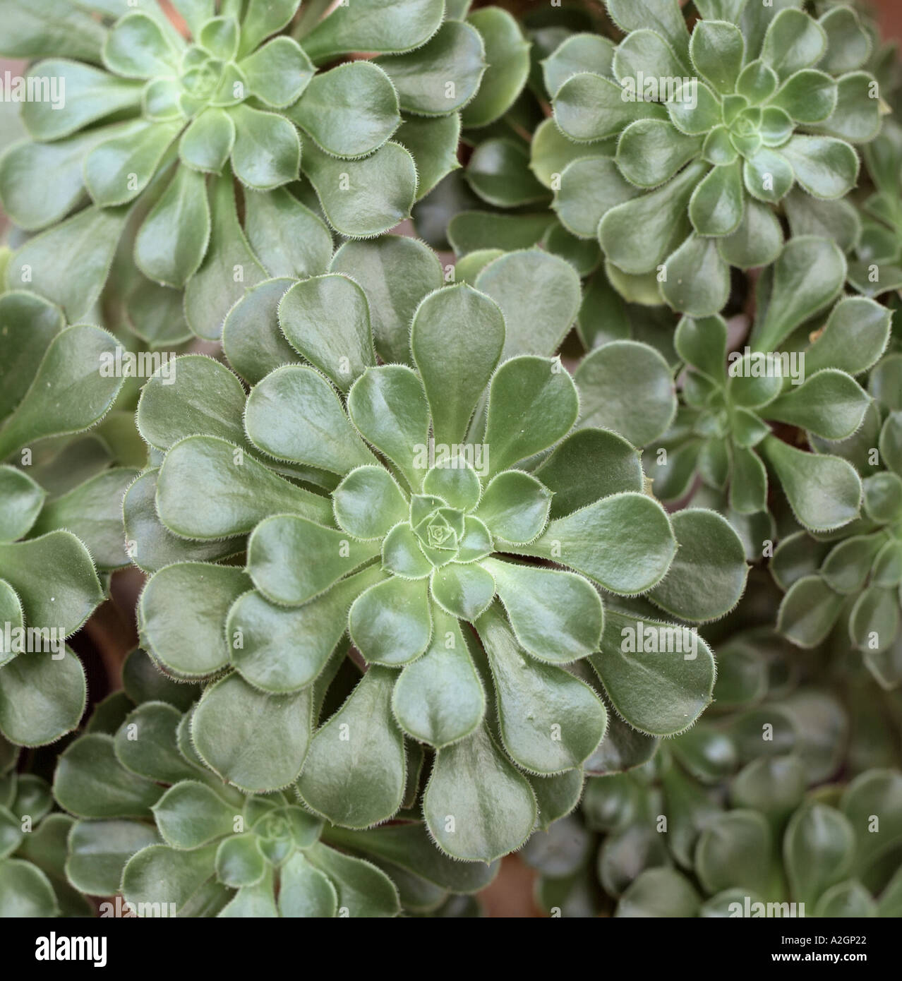 Rosette formed leaves hi-res stock photography and images - Alamy