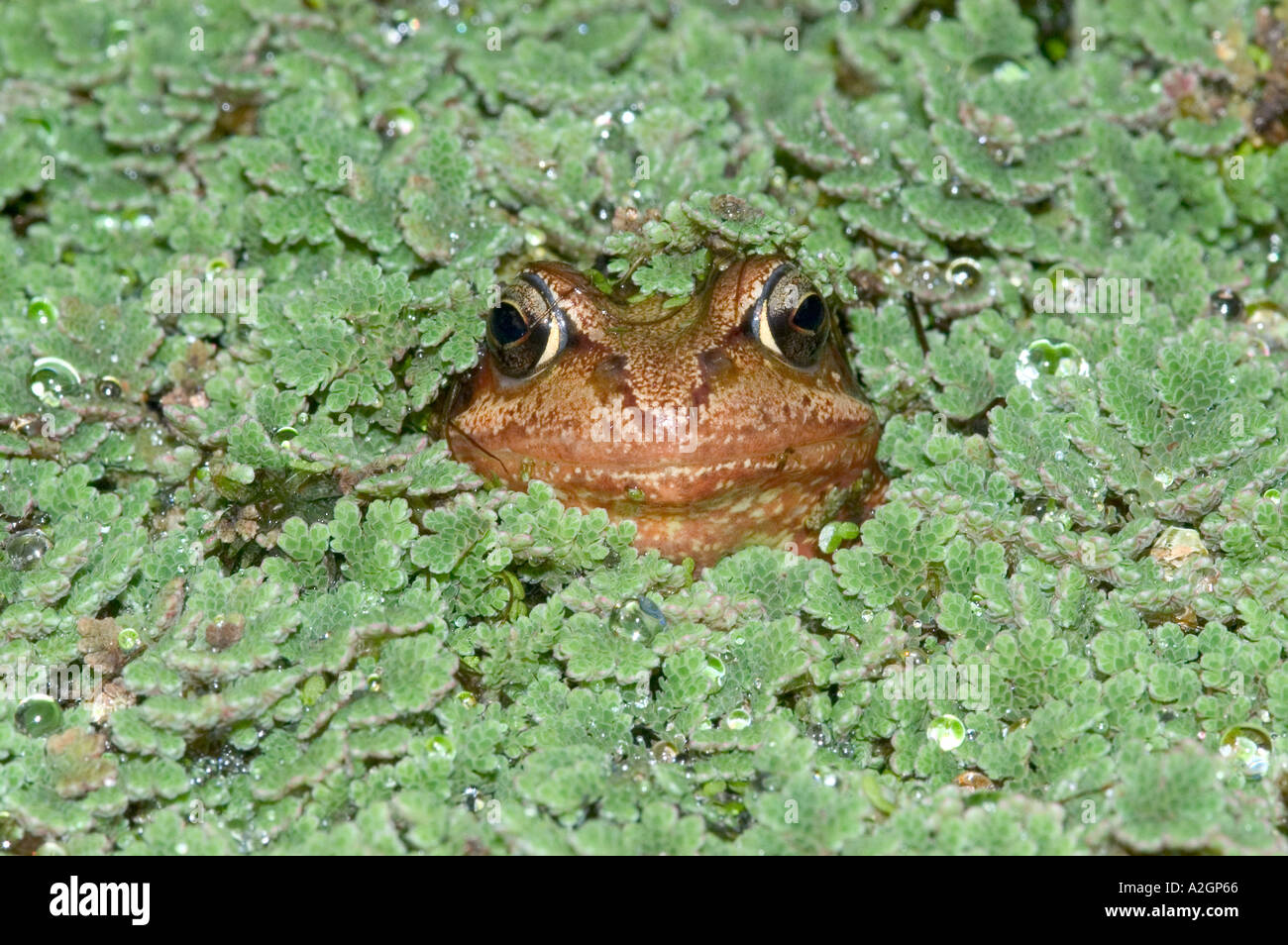 Frog eyes above water hi-res stock photography and images - Alamy