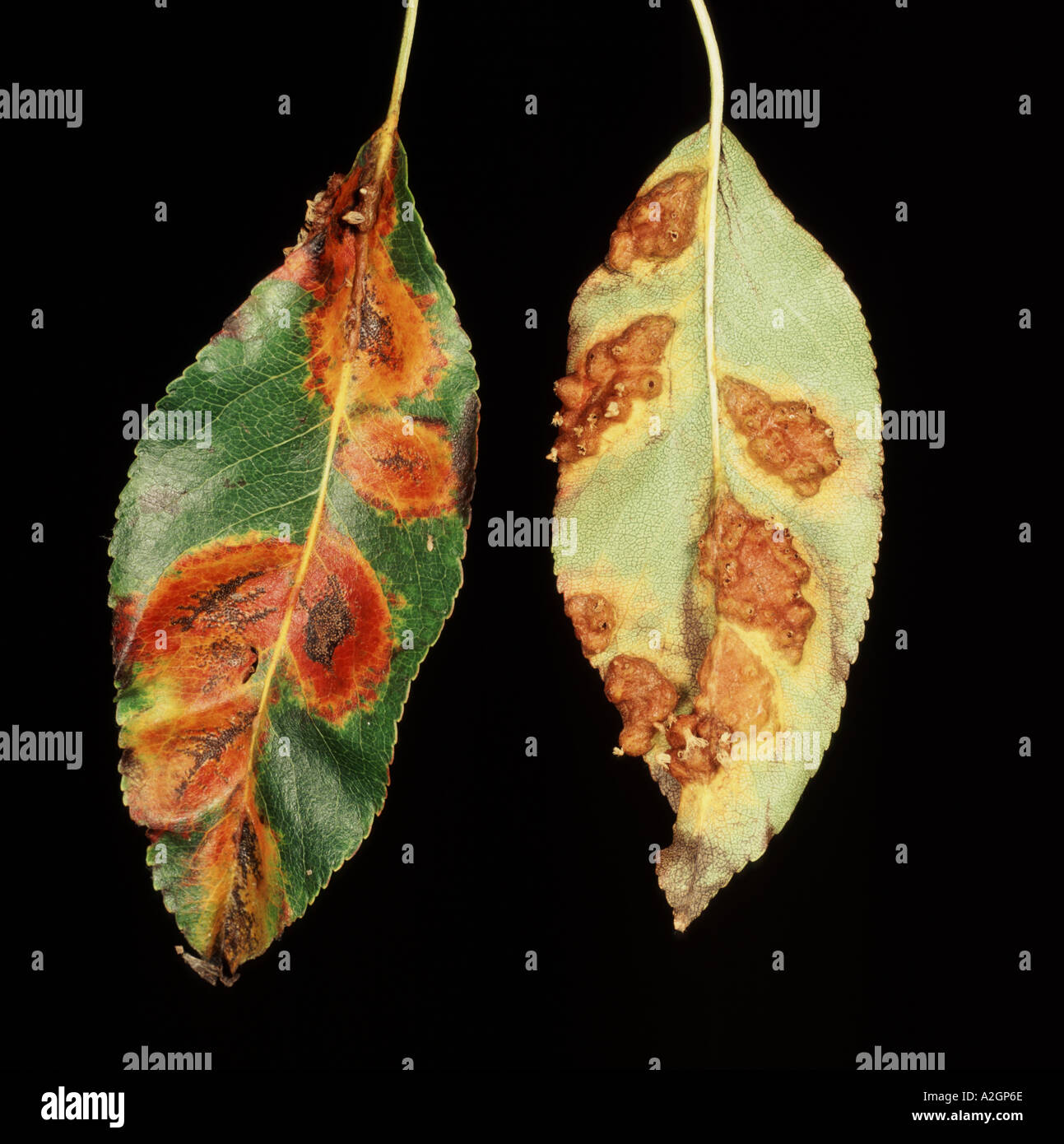 Pear rust disease hi-res stock photography and images - Alamy