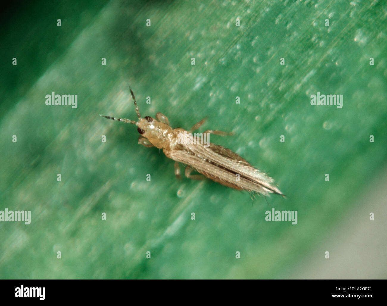 Western flower thrips Frankliniella occidentalis adult female on chives ...