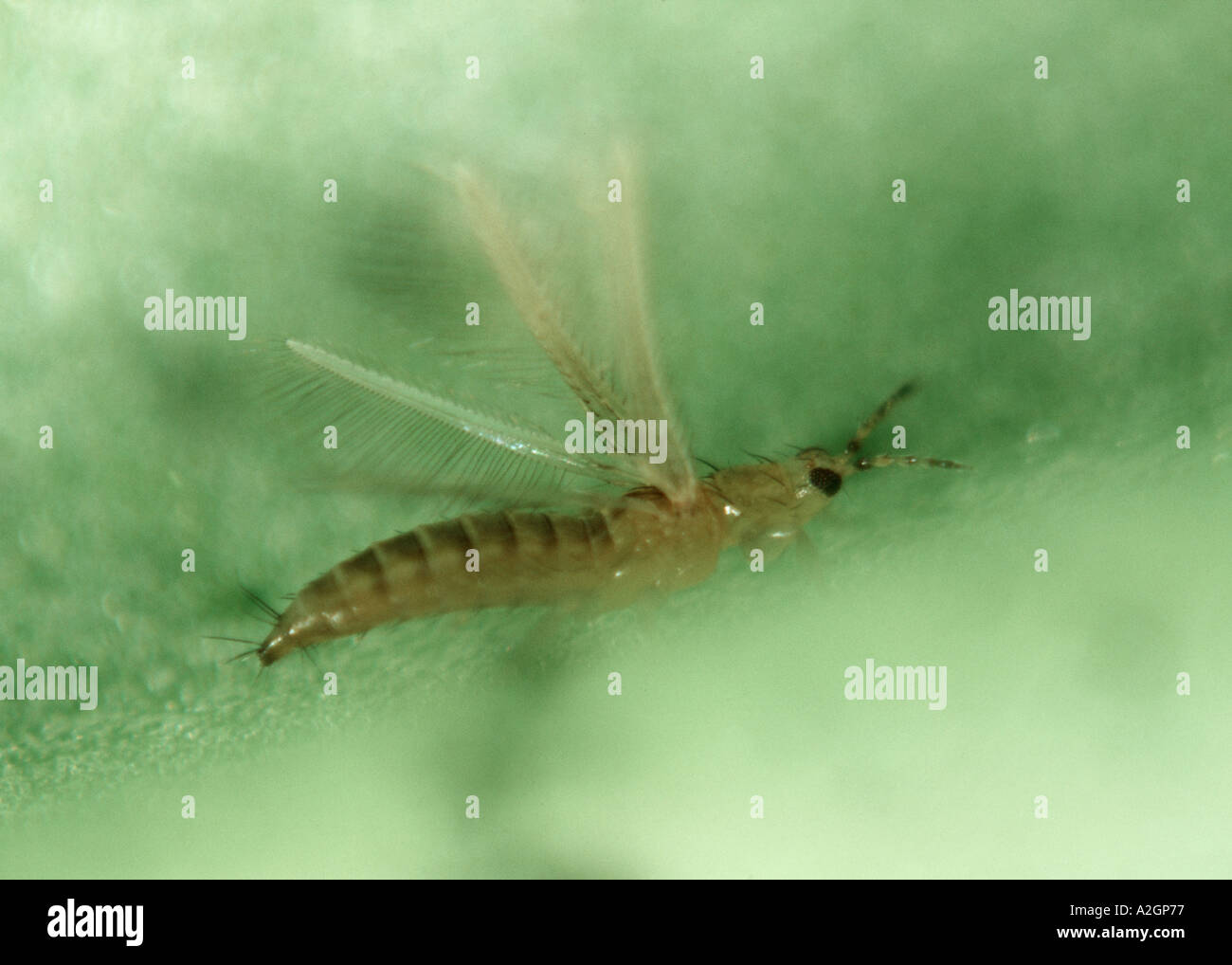 Western flower thrips Frankliniella occidentalis adult female on basil ...