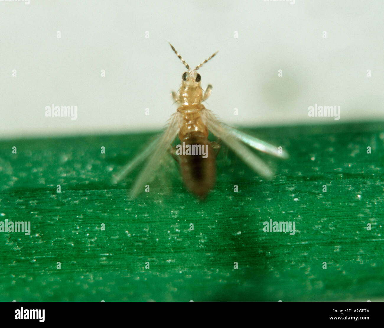Western flower thrips hi-res stock photography and images - Alamy