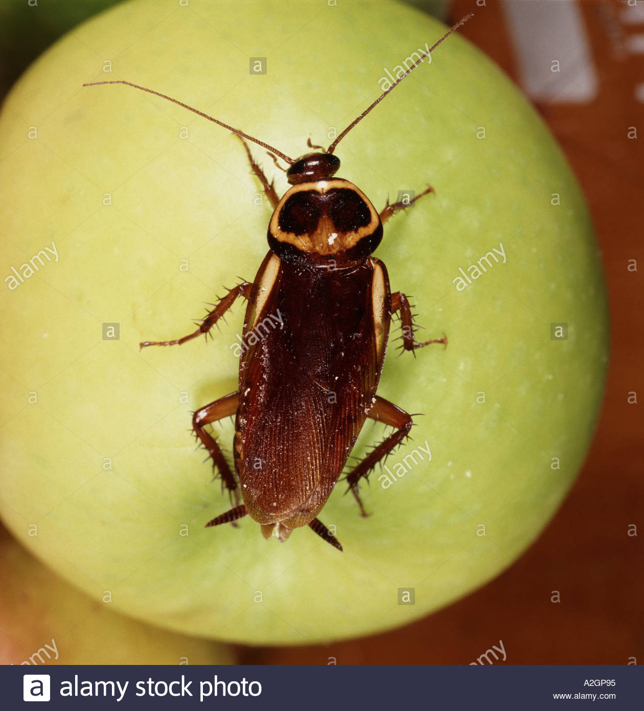 Australian Cockroach Stock Photos & Australian Cockroach Stock Images ...