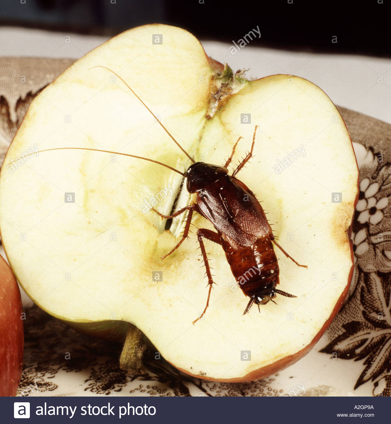 Oriental Cockroach Stock Photos & Oriental Cockroach Stock Images - Alamy
