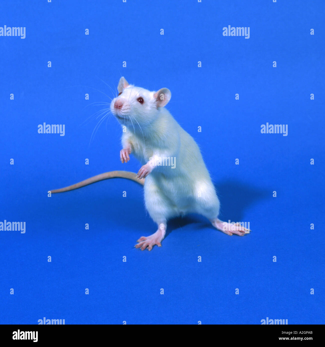 A white laboratory rat which is used in medical and toxicology research ...