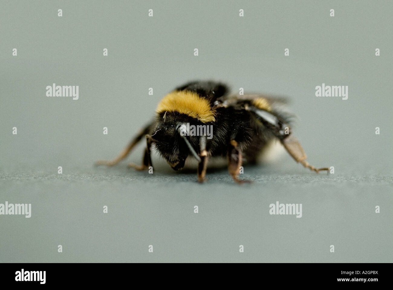 A single bumble bee on a grey background Stock Photo - Alamy