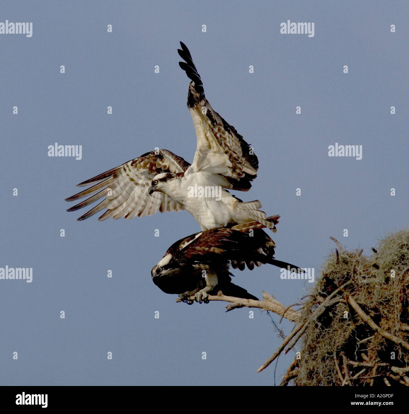 Ospreys mating at nest site Stock Photo - Alamy