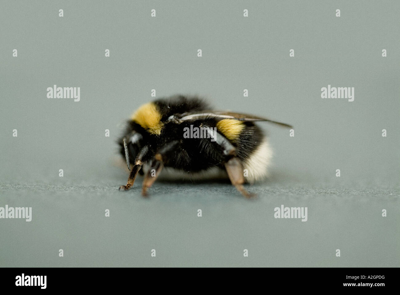 A single bumble bee on a grey background Stock Photo - Alamy
