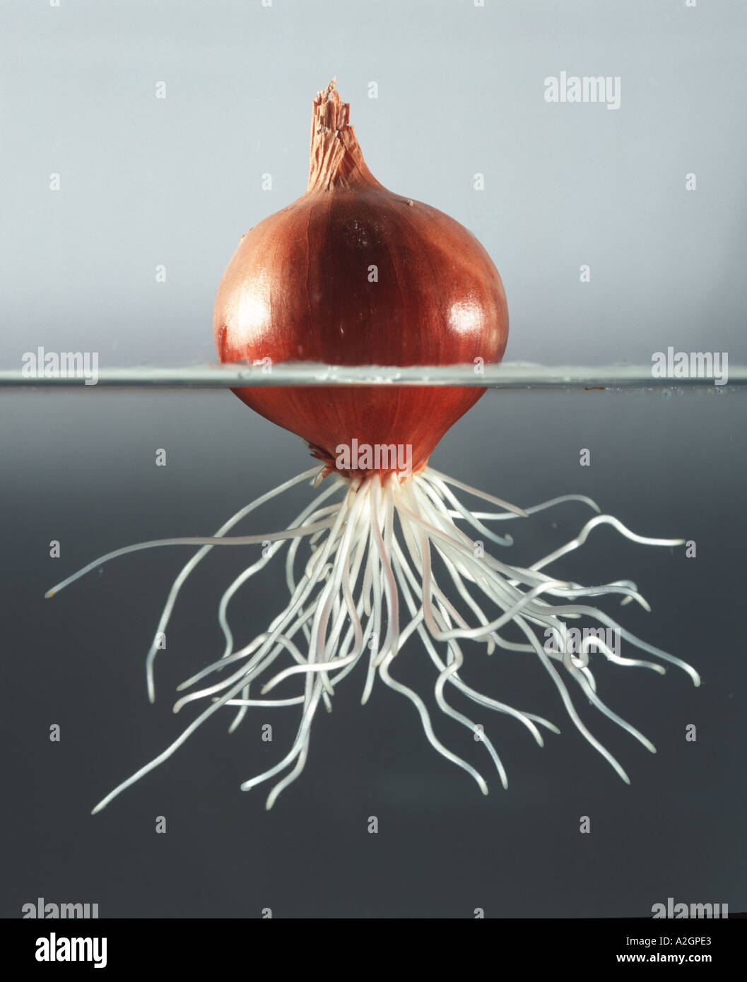 Onion water roots hi-res stock photography and images - Alamy