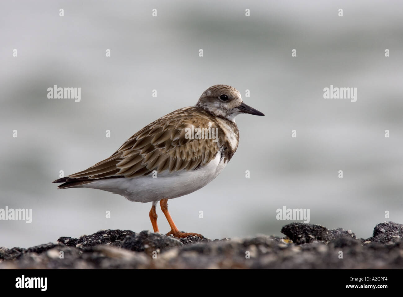 Winter turnstone plumage hi-res stock photography and images - Alamy