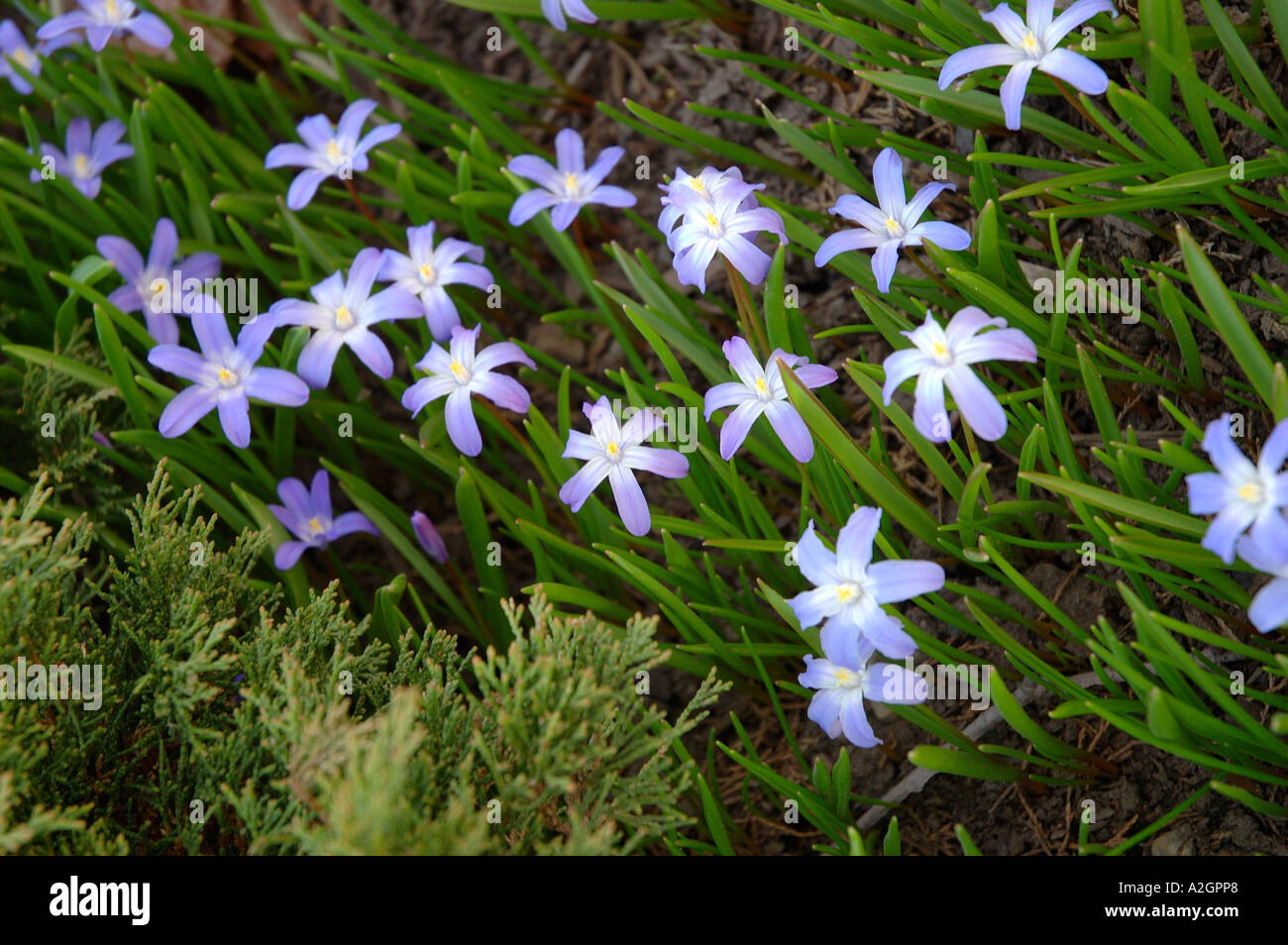 Rochester, New York, blue wildflower Stock Photo - Alamy
