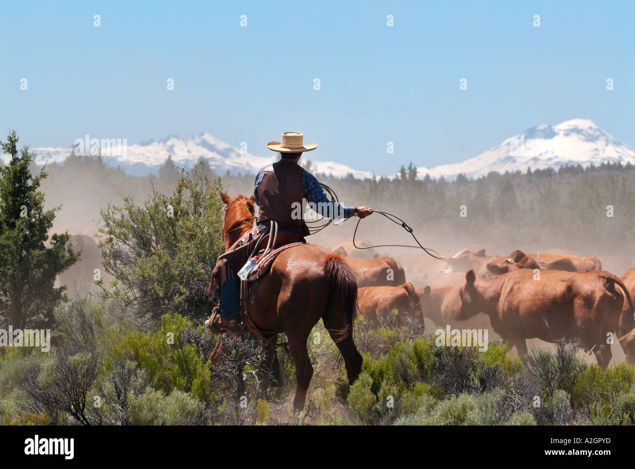 Cowboy herding cattle through dust with rope in central Oregon with ...
