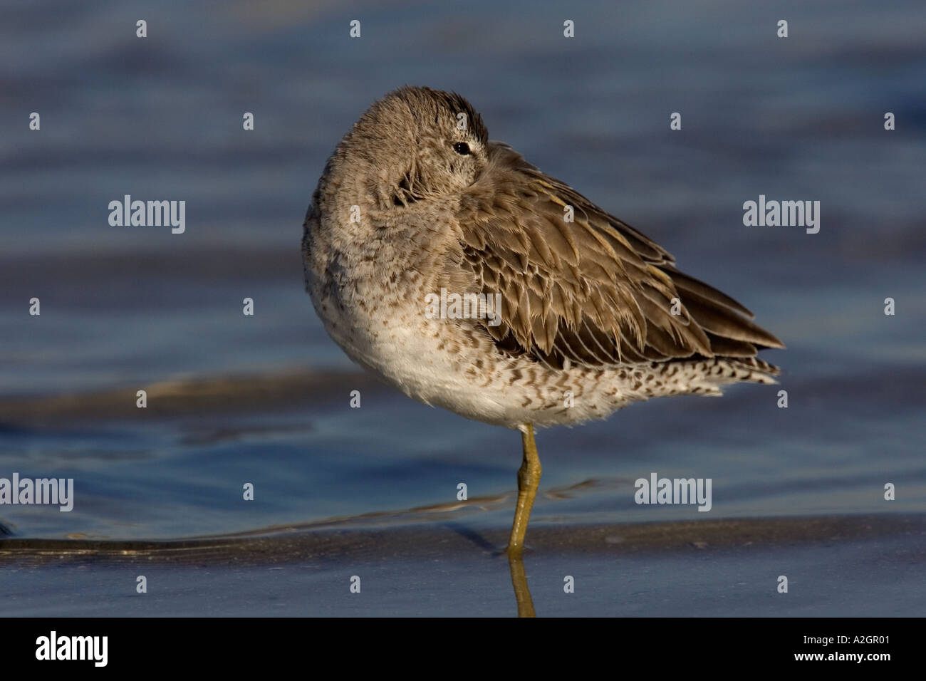 Short billed Dowitcher sleeping on a beach in Florida Stock Photo - Alamy